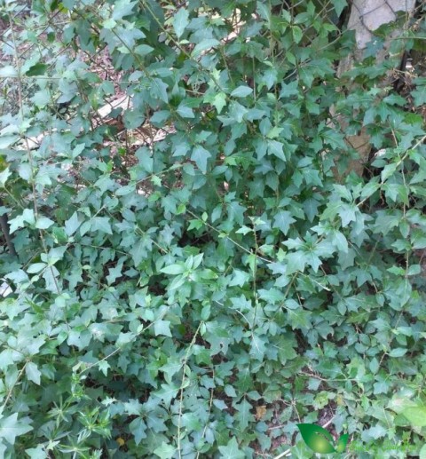 Cây cà gai leo và những tác dụng chữa bệnh