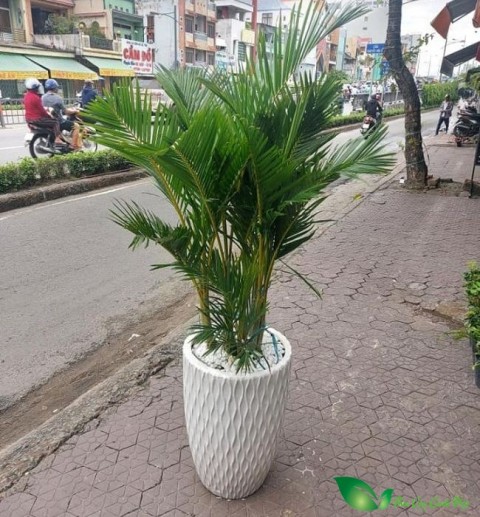 Cây cau cảnh hợp mệnh gì?