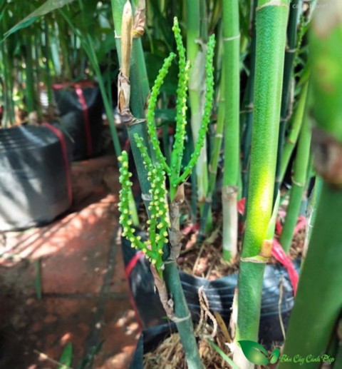 Cây Cau Cau Hawai ra hoa có ý nghĩa gì?