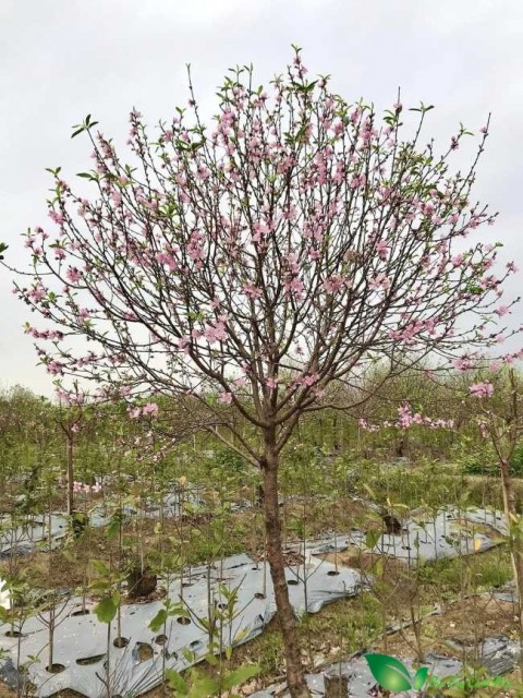 Những Ý nghĩa của cây đào theo phong tục Việt Nam và các quốc gia khác