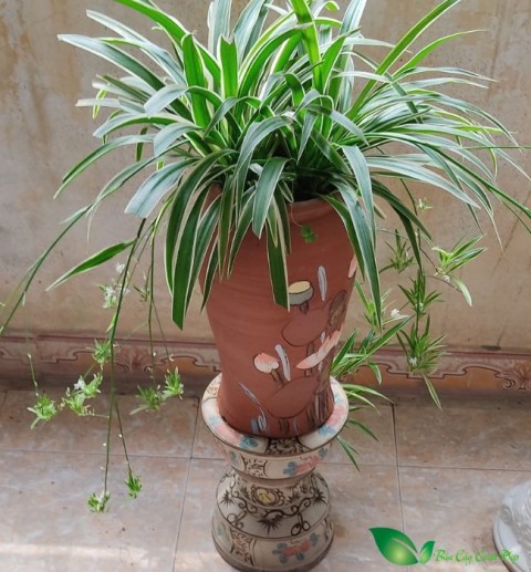 Cây Dây Nhện: Đặc Điểm, Ý Nghĩa, Và Cách Trồng