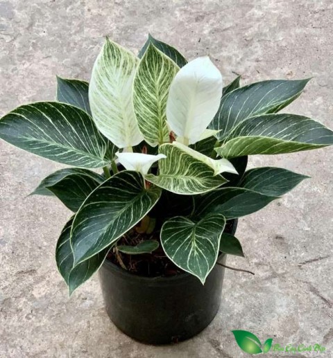 cây đế vương kim cương hợp mệnh gì?