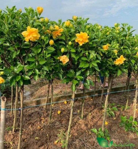 Cây Hoa Dâm Bụt: Đặc Điểm, Công Dụng Và Ý Nghĩa