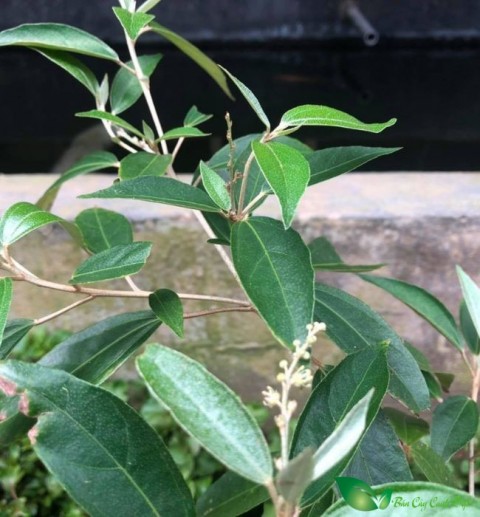 Cây Khổ Sâm và Các Tác Dụng hữu ích của cây