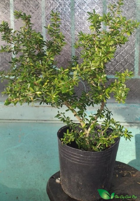 cây linh sam là cây gì? Hình ảnh và Công dụng của cây