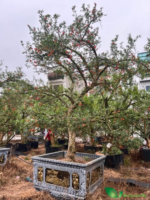 Trồng cây lựu trước nhà có tốt không?