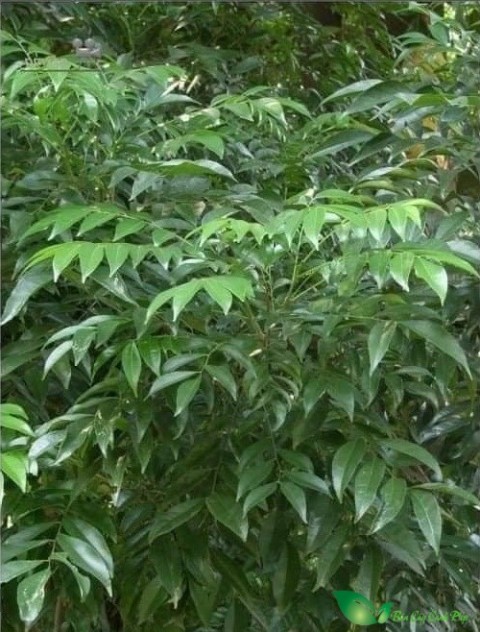 Cây mắc mật: Đặc điểm, cộng dụng và cách trồng