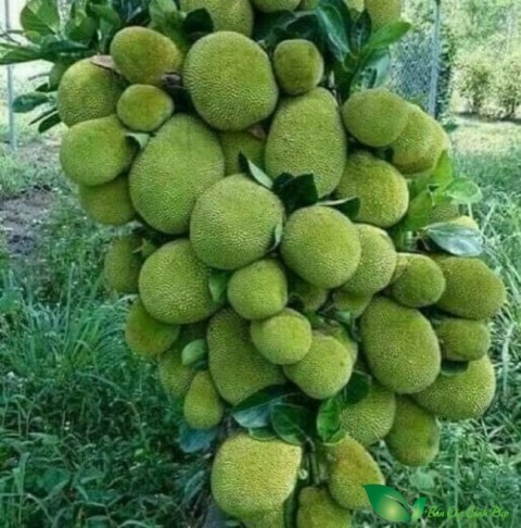 Cây Mít: Tất cả những gì bạn cần biết