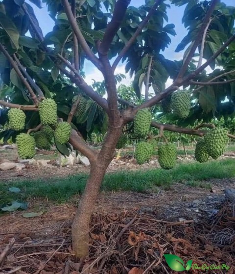 Cây na sầu riêng - Cây được quan tâm trồng kinh tế