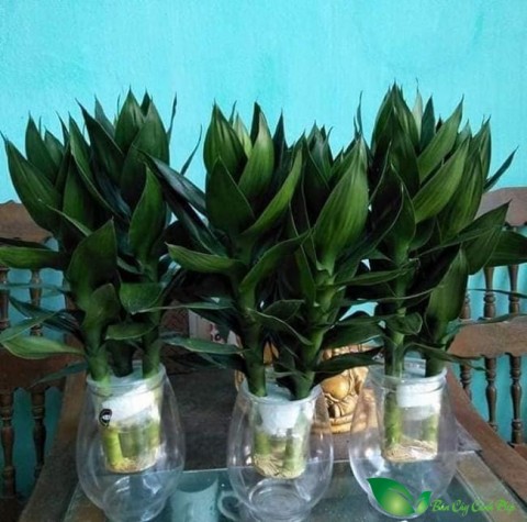 Cây phát lộc là cây gì? Hình ảnh và Công dụng của cây phát lộc