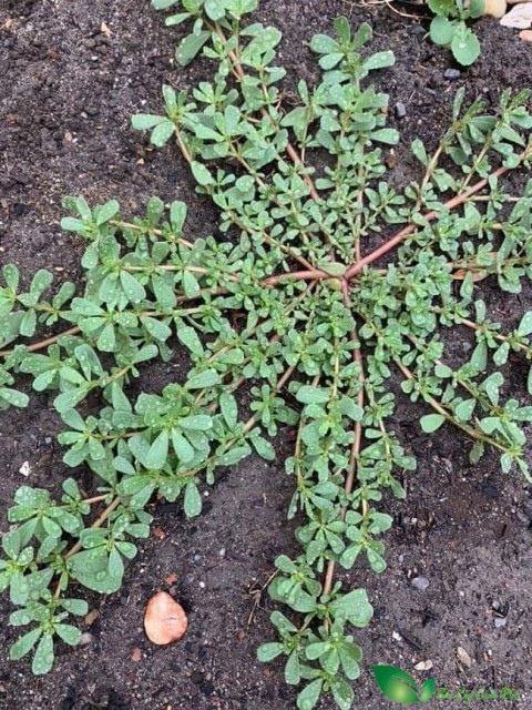 Cây rau sam trong tiếng anh là gì?