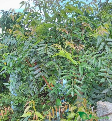 Cây sầu đâu - Cây thuốc quý của người Á Đông