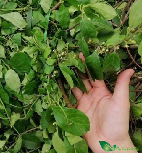 Cây thìa canh: Đặc điểm và những công dụng hữu ích