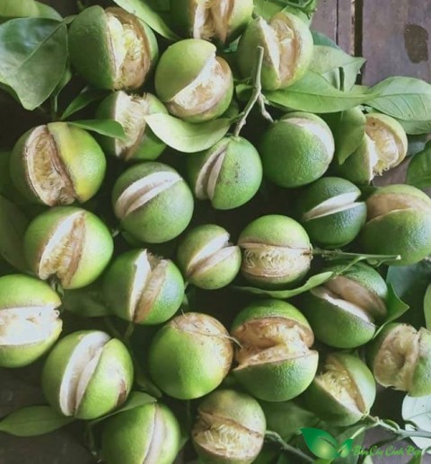 Tại sao cây chanh bị rụng trái non? nguyên nhân cách khắc phục