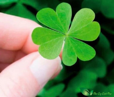 Cỏ 4 lá là cây gì? Tại sao cỏ 4 lá được coi là may mắn