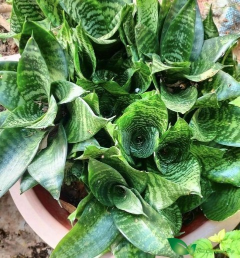 Ý nghĩa cây lưỡi mèo trong phong thủy