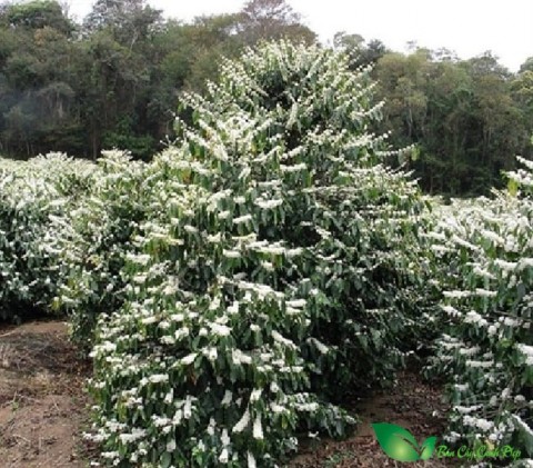 Hoa cafe đẹp - Tóp 3 những bức ảnh Hoa cafe đẹp