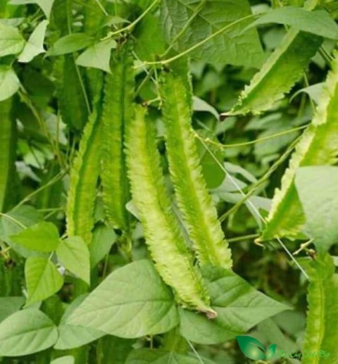 Cây đậu rồng bao lâu có trái?