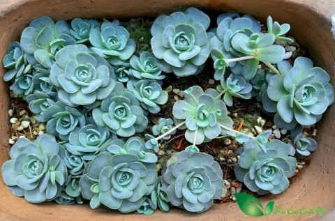 Ý nghĩa của cây sen đá trong tình yêu