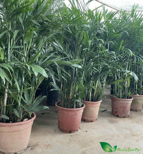 Hướng dẫn trồng cây cau Hawai từ hạt hoặc tách bụi