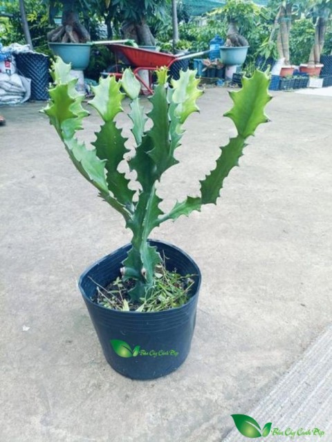 Mua Cây Xương Rồng 3 Cạnh Tại HCM